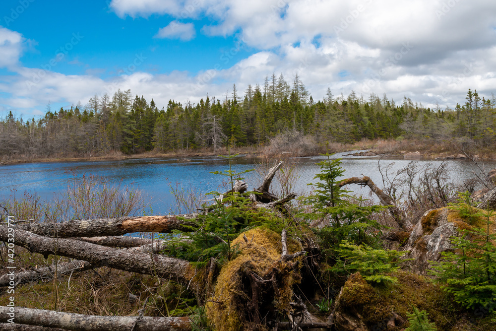 Large and tall evergreen trees in a forest tipped over with root damage ...