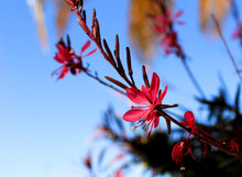 White Guara Flowers Close-up Free Stock Photo - Public Domain Pictures