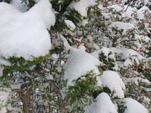Snowy Boughs Over Creek Free Stock Photo - Public Domain Pictures
