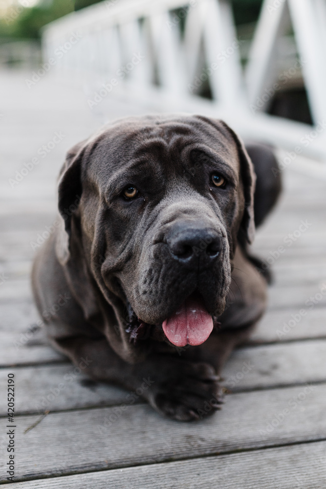 blue neo mastiff laying down Stock Photo | Adobe Stock
