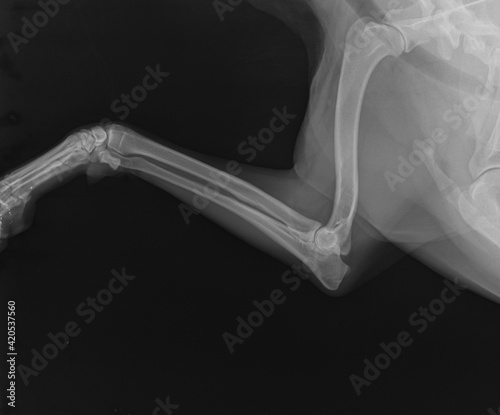 X Ray. Radius and Ulna in Dog. Dog Radiograph Stock Photo | Adobe Stock