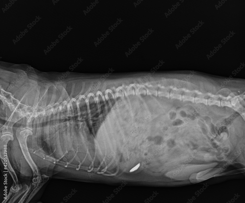 Dog Abdominal X Ray Showing Foreign Body in Stomach. Dog Abdominal ...