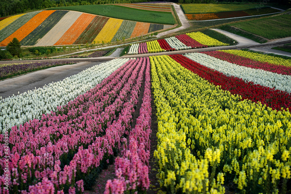 Beautiful flower field, in Japan Stock Photo | Adobe Stock