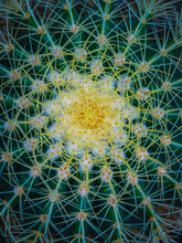 Fractal Cactus Free Stock Photo - Public Domain Pictures