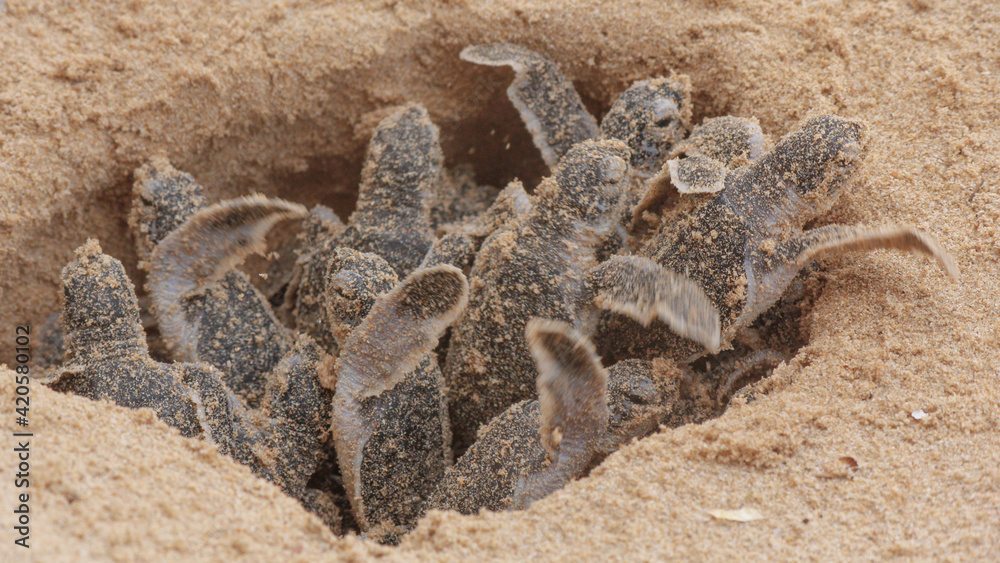 Loggerhead baby sea turtles hatching in a turtle farm in Hikkaduwa. Sri ...