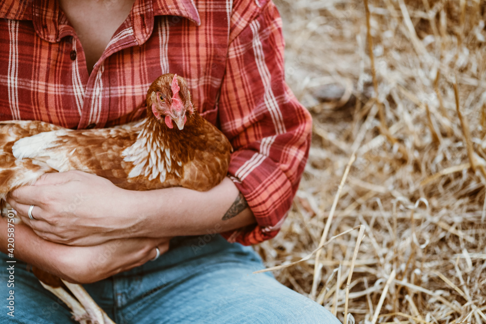 chicken hug Stock Photo | Adobe Stock