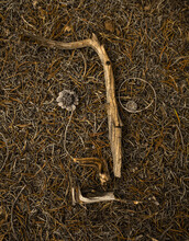 Face With Grass Free Stock Photo - Public Domain Pictures