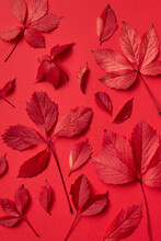 Red Autumn Card Free Stock Photo - Public Domain Pictures
