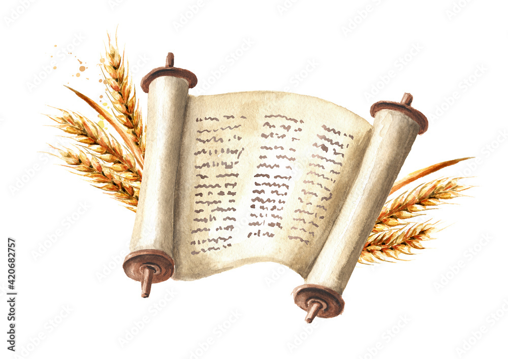 Torah and wheat. Symbol of Jewish holiday Shavuot. Watercolor hand ...