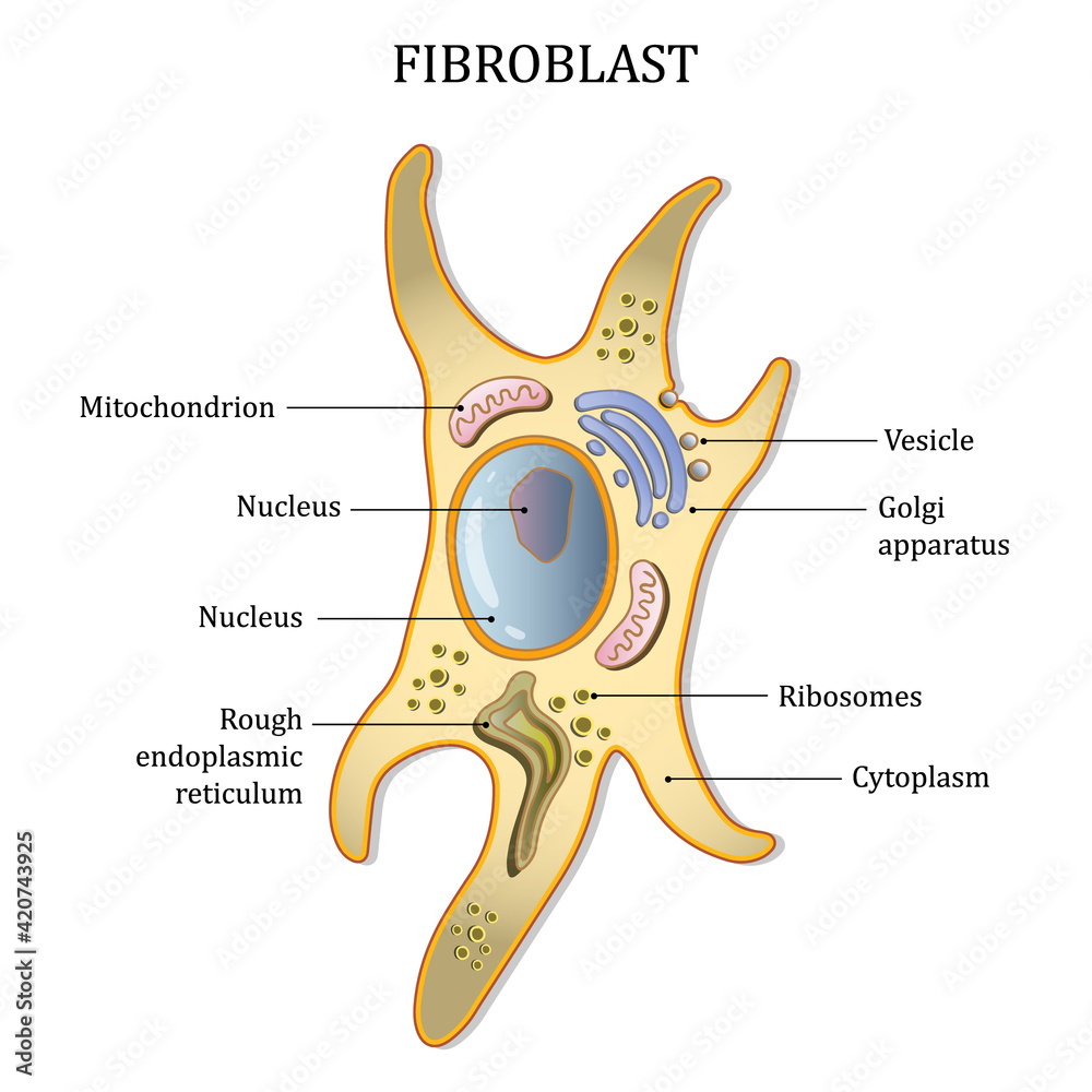 Fibroblast cell structure. Connective tissue cell. Vector illustration ...