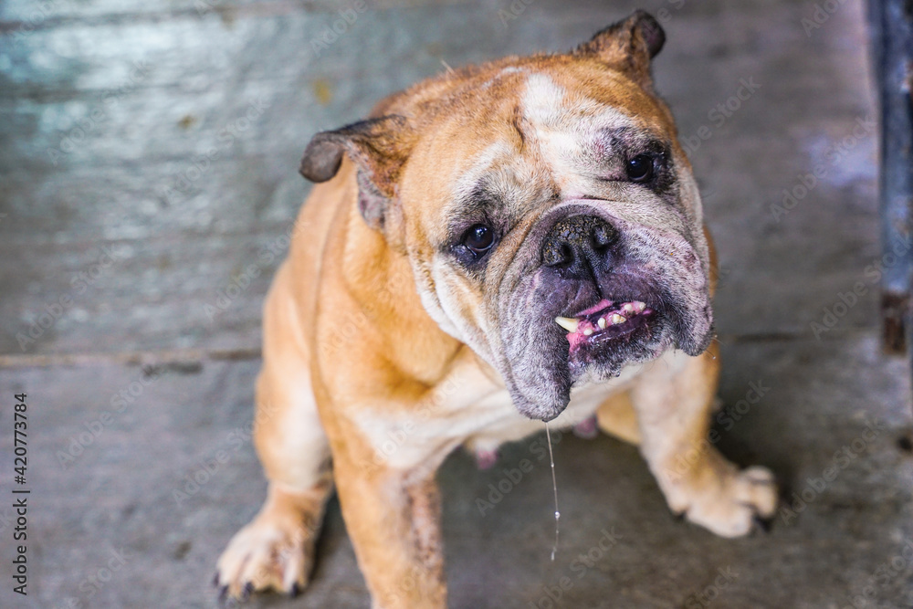 Bulldog is a medium-sized dog breed. It is a muscular, hefty dog with a ...