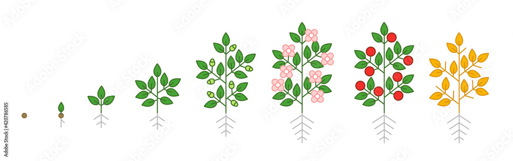 Plant growth stages. Growing period steps. Harvest animation ...