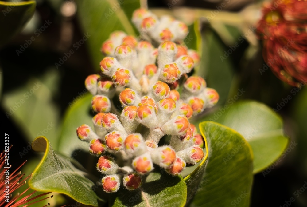 Flower buds of Pohutukawa tree (Metrosideros) also Known as New Zealand ...