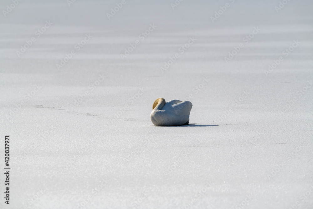 White swan sleeping with it's head tucked under it's wing on a frozen ...