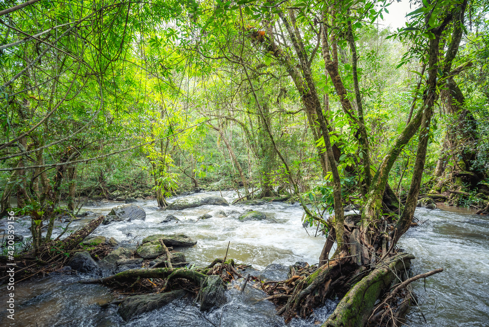 Trees with tree roots in the forest beside waterfall at Khao Yai ...