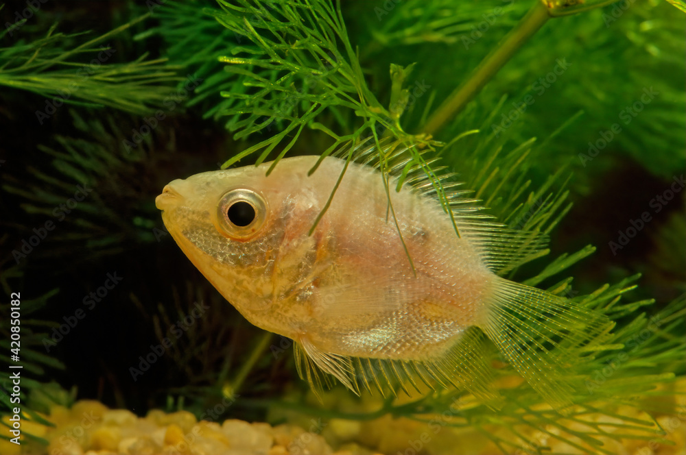 Stock-Foto „Kissing gouramis, also known as kissing fish or kissers ...