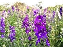 Larkspur Flower Field Free Stock Photo - Public Domain Pictures