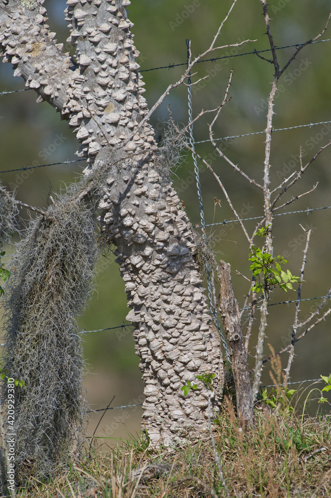 Fotografie Zanthoxylum limonella (prickly ash, Hercules club, toothache ...