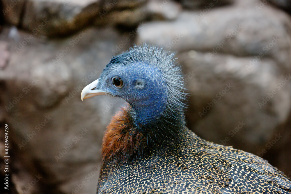 Great argus pheasant. Amazing, incredibly beautiful birds that are a ...