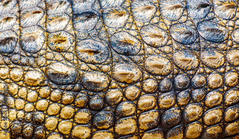 crocodile skin texture Stock Photo | Adobe Stock