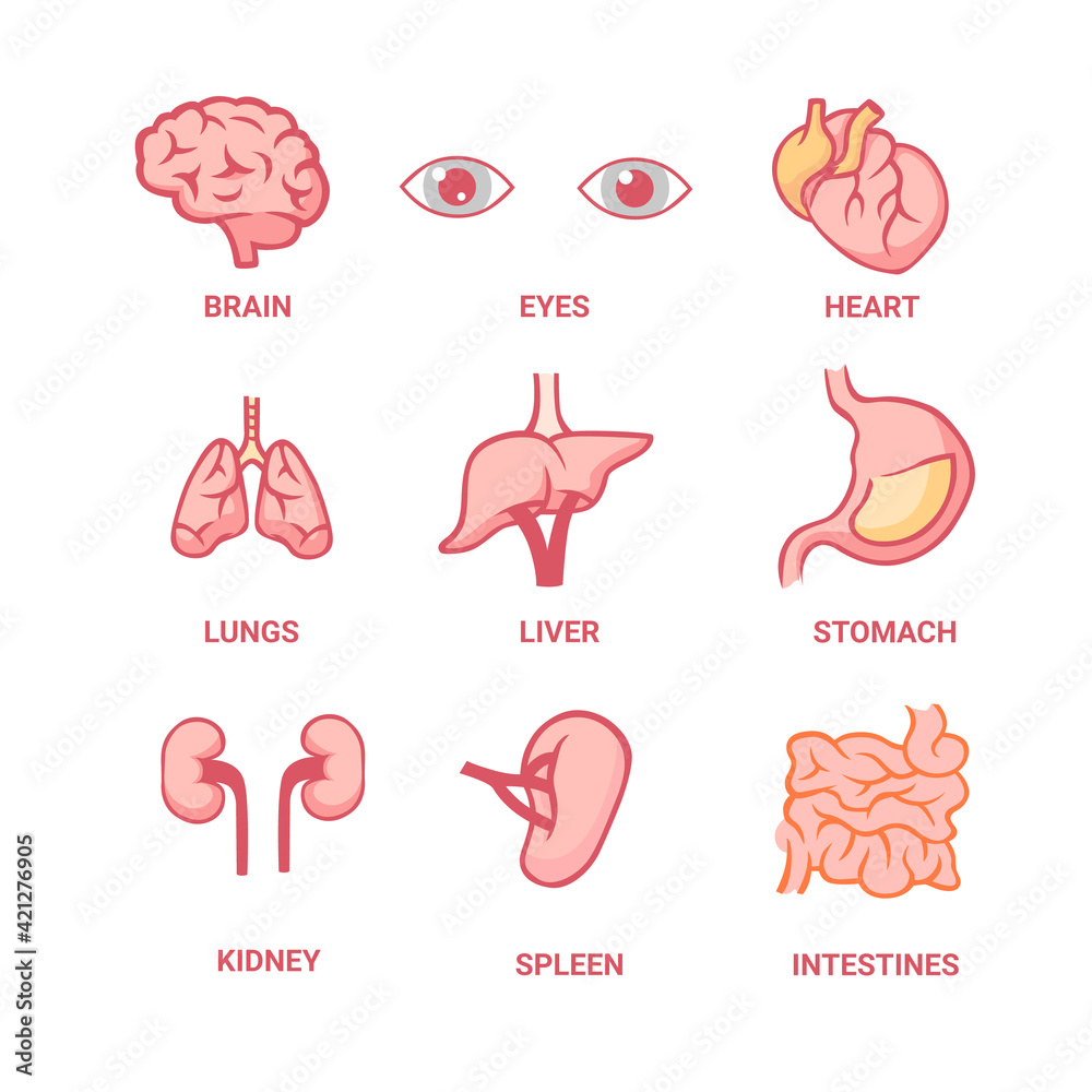 Human organs. Liver anatomy and structure eye working lungs anatomical ...