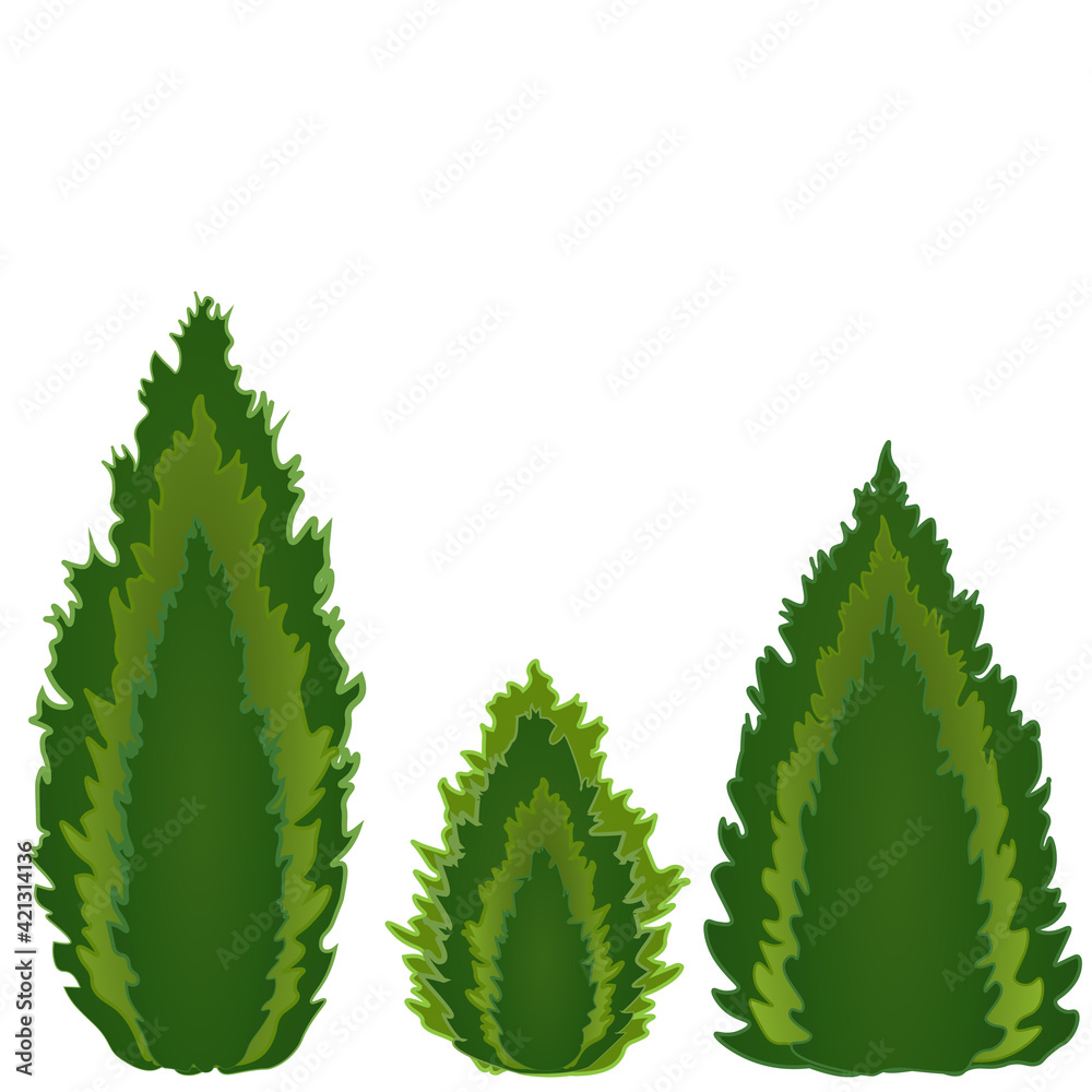 Conifers of different shapes, three kinds of conifers - tui, cypress ...
