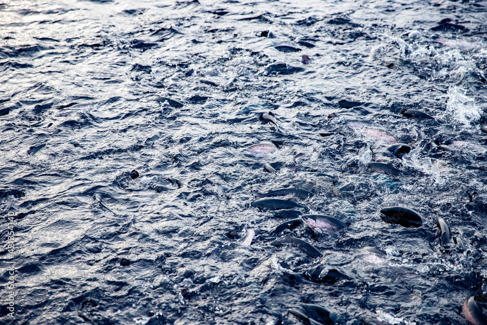 Fish farm for breeding for rainbow trout and salmon fry in net cages ...
