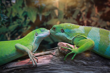 Dragons In Love Free Stock Photo - Public Domain Pictures