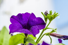 Purple Petunia And Rain Drops Free Stock Photo - Public Domain Pictures