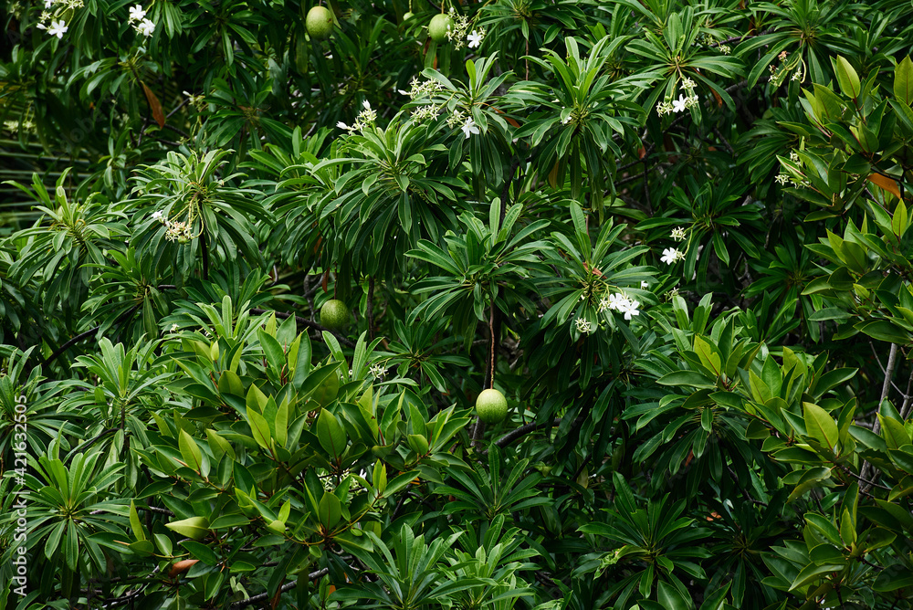 Cerbera odollam is a plant species in the family Apocynaceae and ...