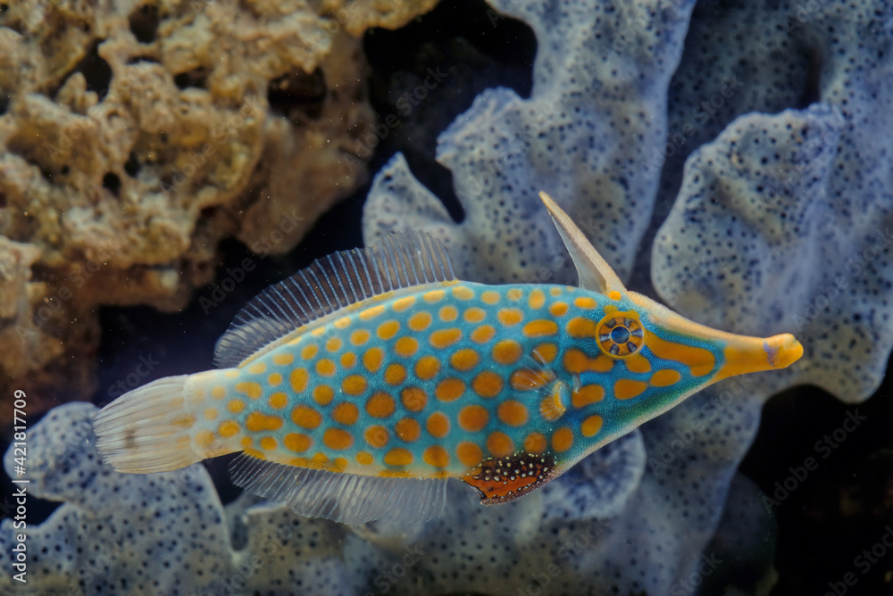 The orange spotted filefish or harlequin filefish, Oxymonacanthus ...