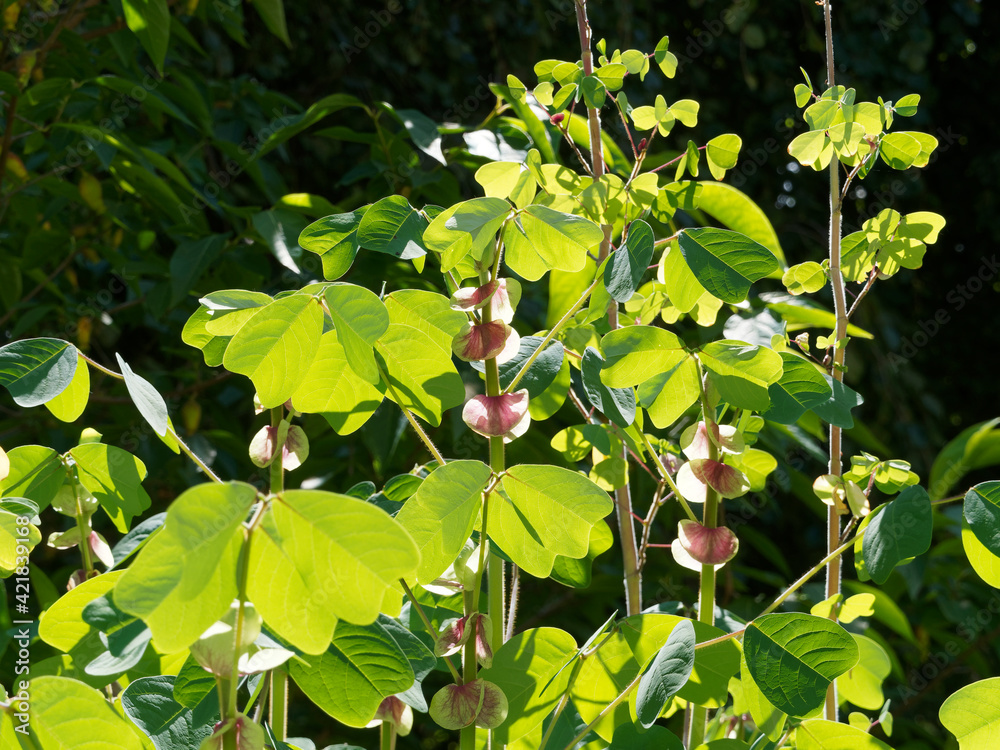 Yoke-leaved amicia or amicia zygomeris, woody and shruby plant with ...