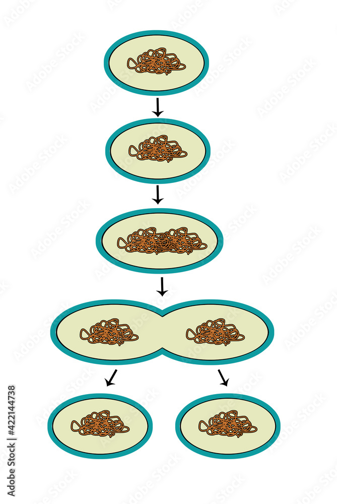 Reproduction by dividing into Escherichia coli bacteria.It is a form of ...