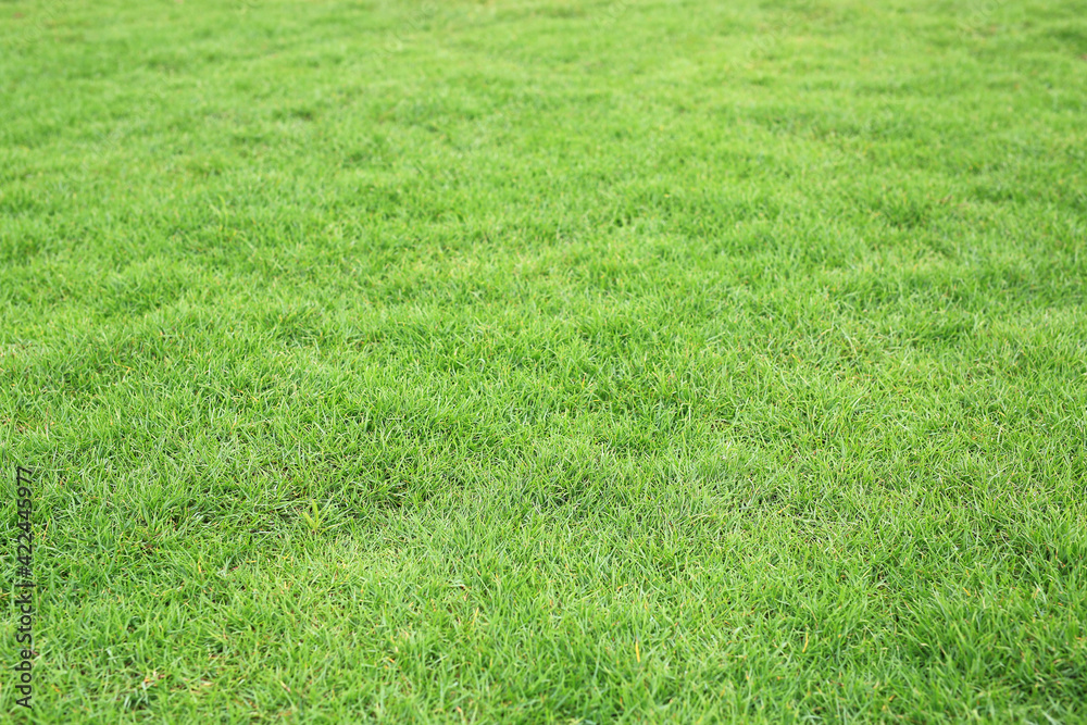 Green grass texture as background. Perspective view and selective focus ...