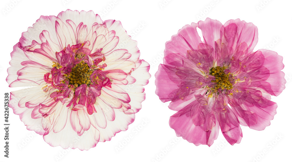 Pressed and dried flowers cosmos, isolated on white background. For use ...