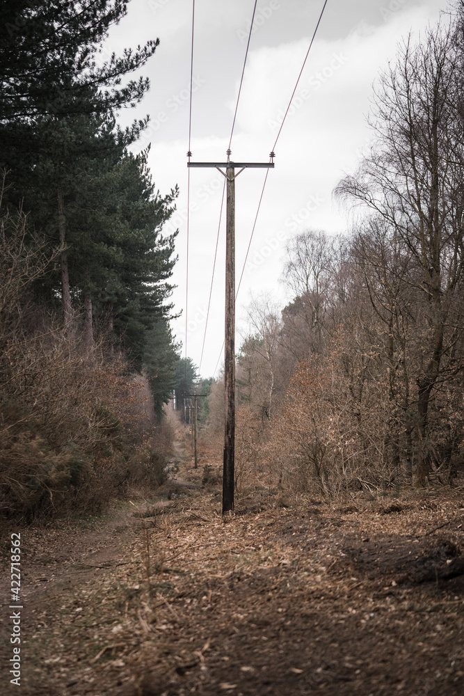Power lines passing through ancient woodland between tall pine trees ...