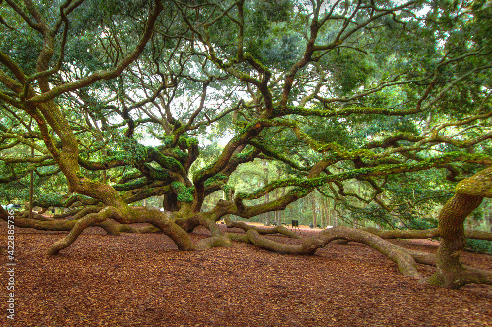 The Angel Oak Tree. The angel oak is considered to be one of the oldest ...