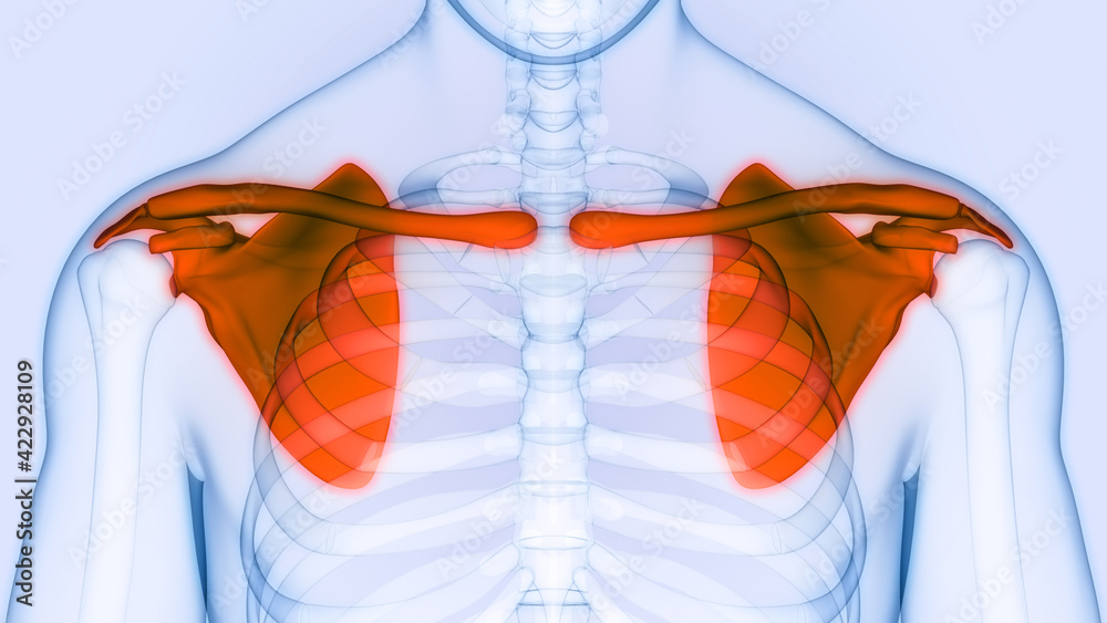 Human Skeleton System Pectoral (Shoulder Girdle) Girdle Anatomy Stock ...