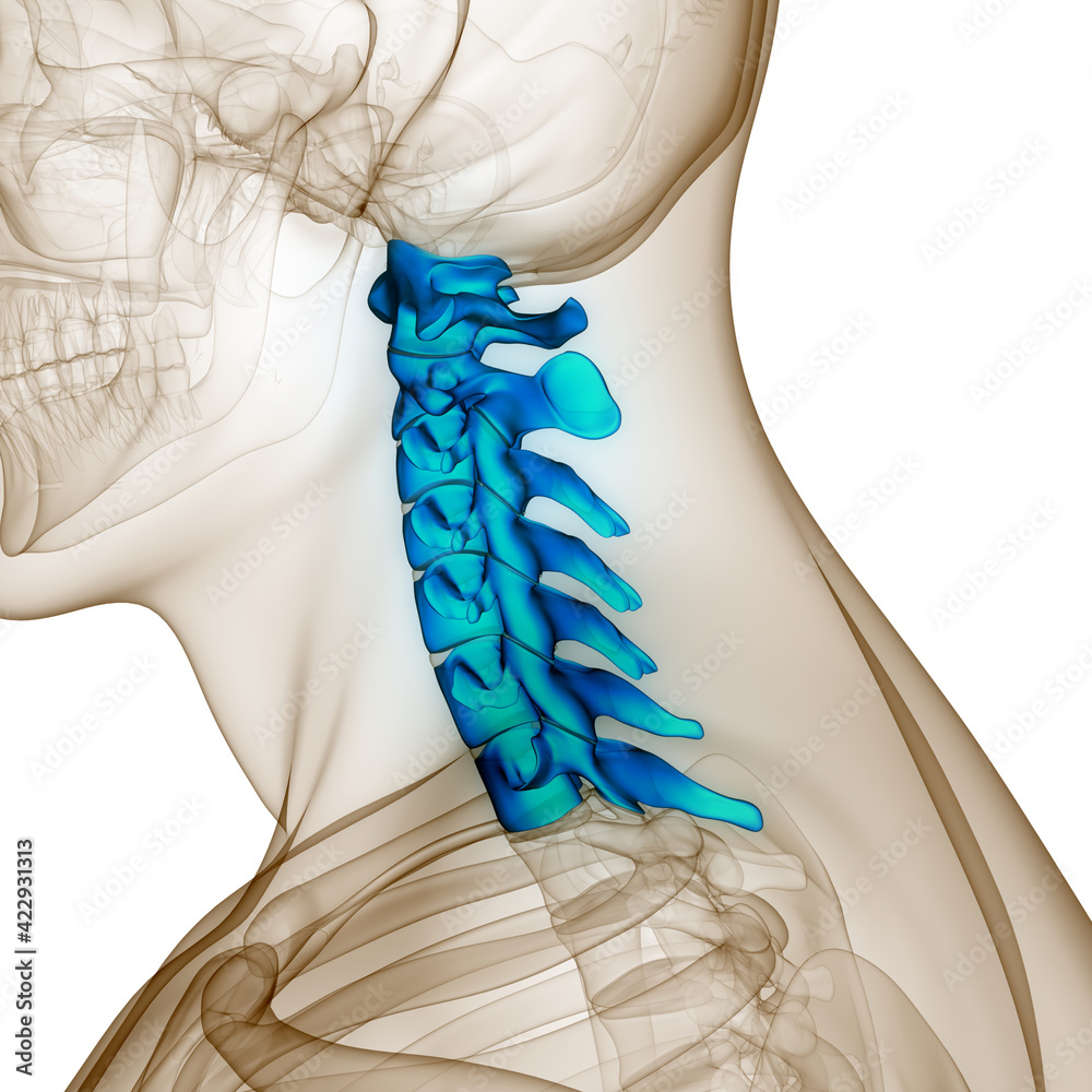 Ilustración de Stock Spinal Cord Vertebral Column Cervical Vertebrae of Human Skeleton System ...