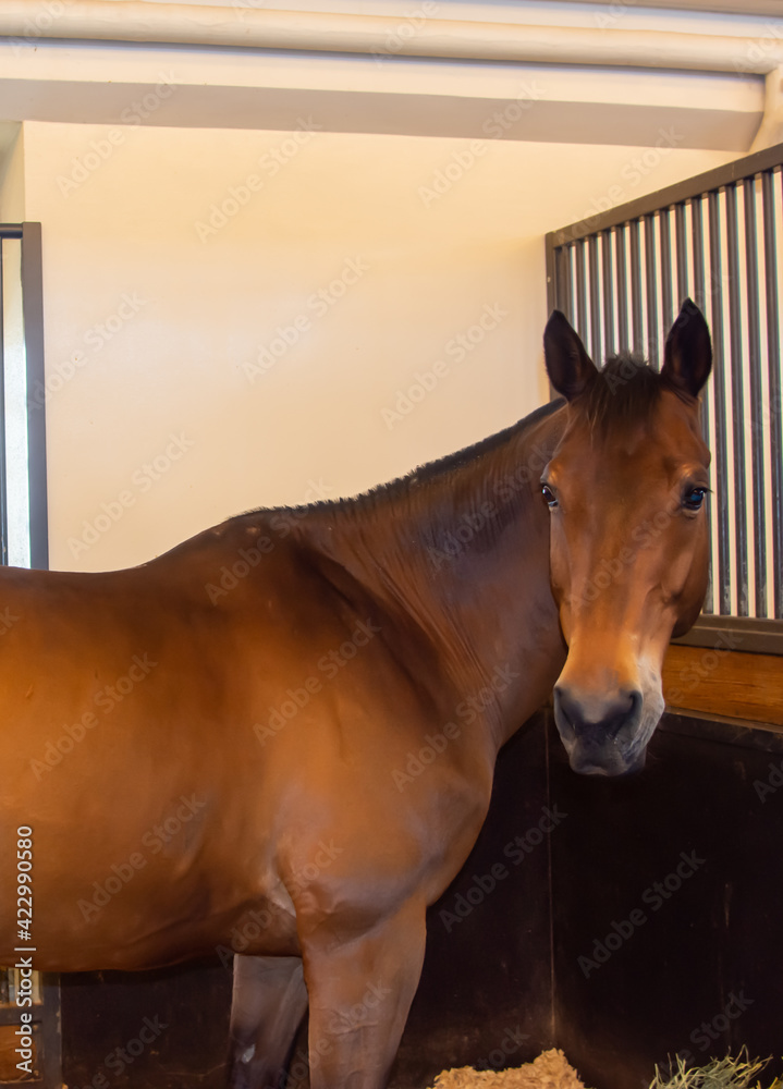 Arabian horse in stable stall turning head and looking back to gate ...