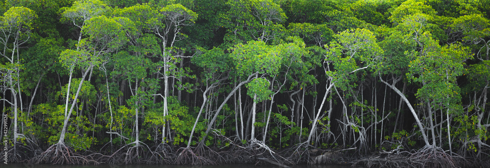Panorama of a mangrove tree (Rhizophora mangle) forest and their stilt ...