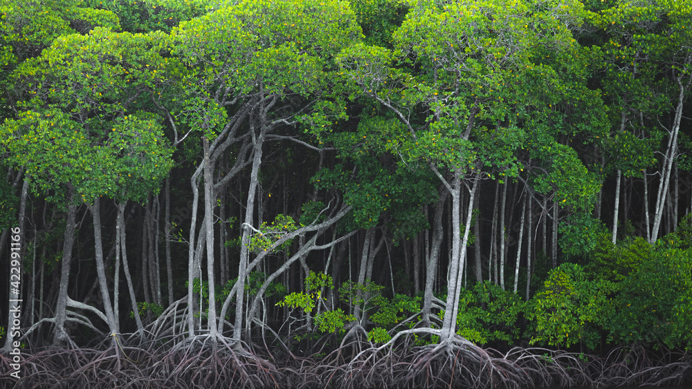 Mangrove tree (Rhizophora mangle) forest and their stilt roots at Port ...