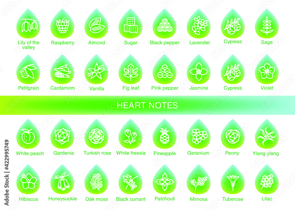 Vector icons aromas heart notes. Heart notes pyramid chart with ...