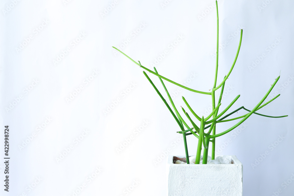 minimal style photo photo of Euphorbia tirucalli (commonly known as ...