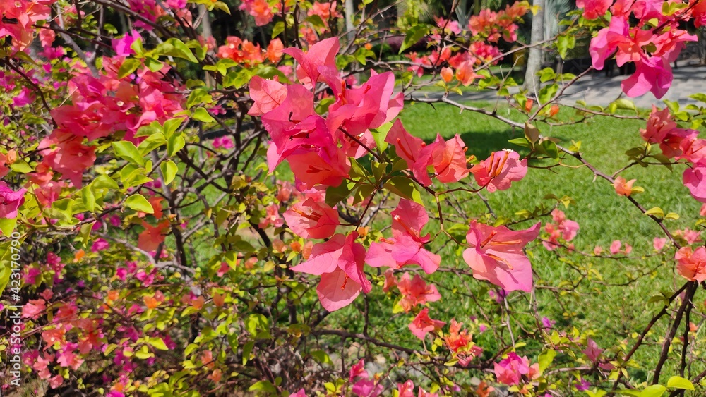 Bougainvillea (bugenvil) is a tropical plant with brilliant bracts that ...