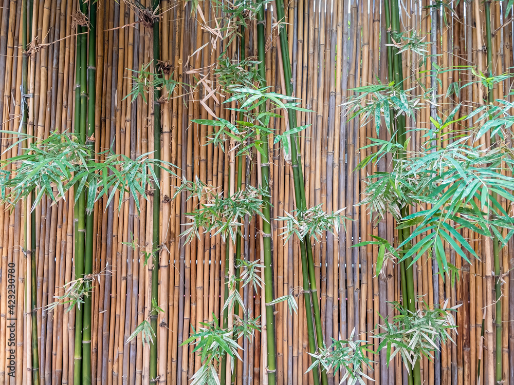 the traditional japanese bamboo wall Stock Photo | Adobe Stock