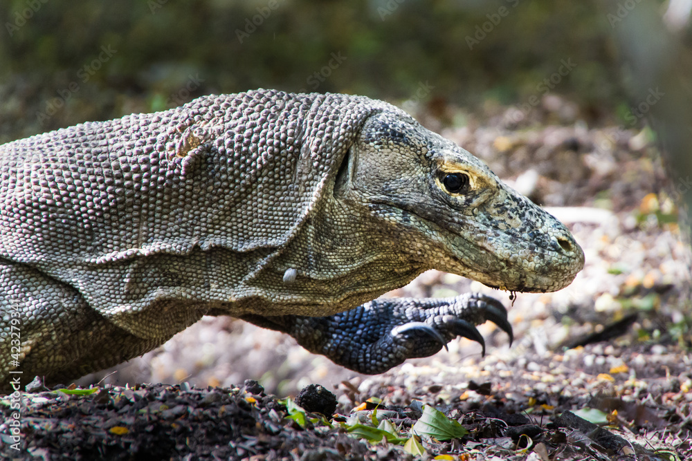 Komodo dragon biggest lizard on earth holding up its reptile head. The ...