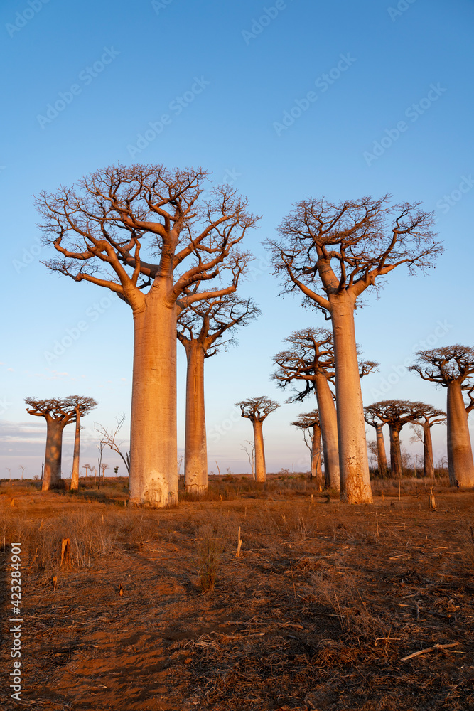 the most famous baobab alley. spectacular trees in Madagascar Stock ...