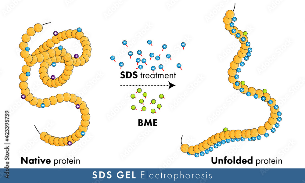 Vector de Stock Mechanism of denaturation of protein using SDS. | Adobe ...