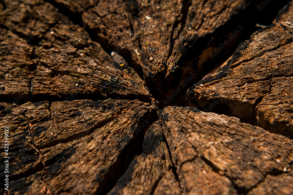 Textura del tronco de un árbol Stock Photo | Adobe Stock